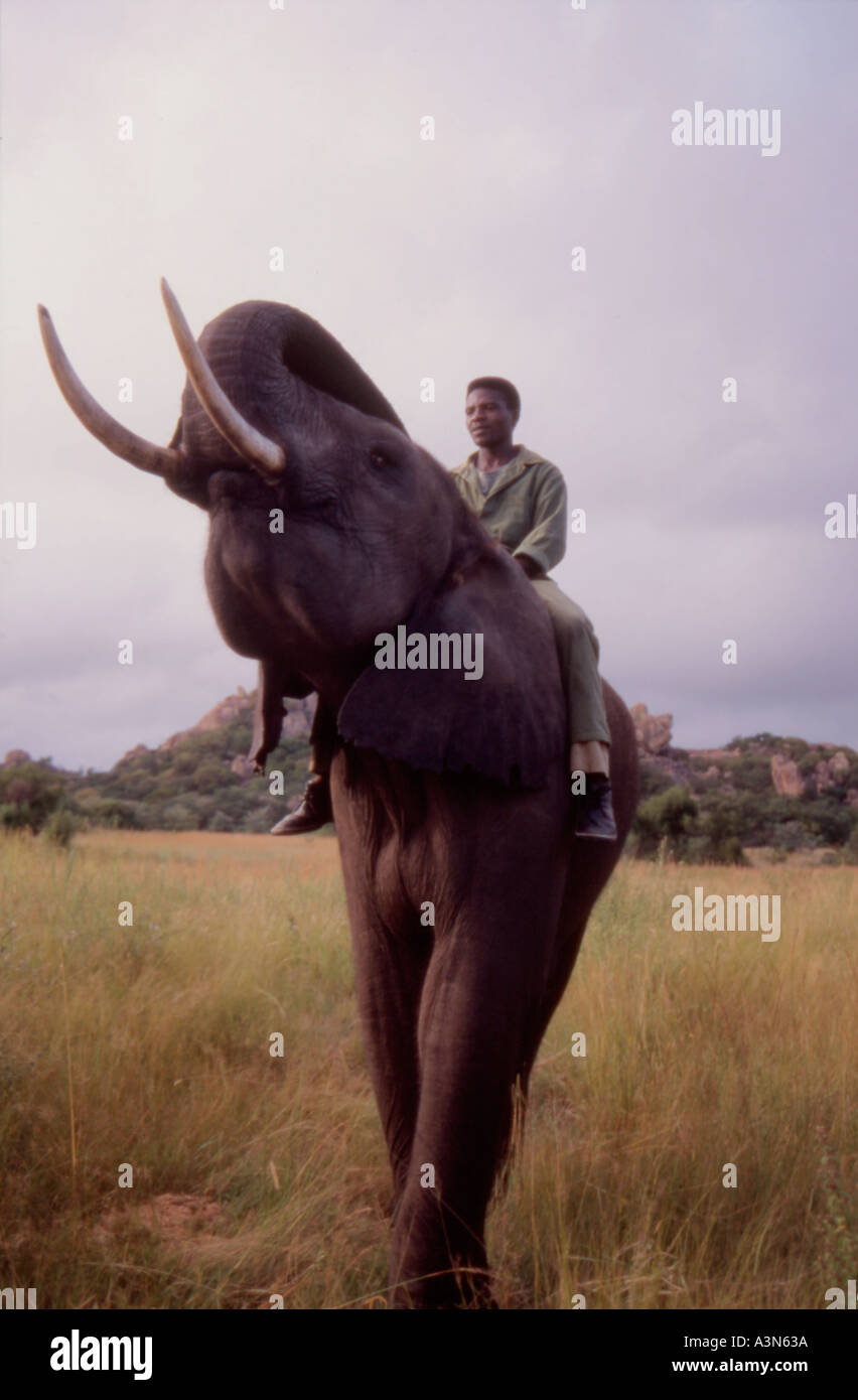 Man on elephant Zimbabwe Africa Stock Photo - Alamy