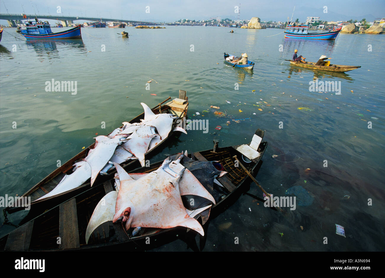 Fish being landed at port hi-res stock photography and images - Alamy