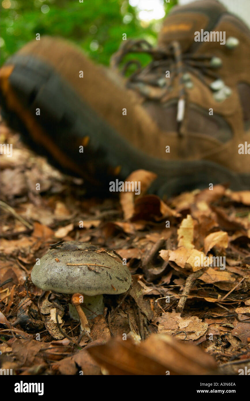 Rambler passes a mushroom by fungus hunting concept Stock Photo - Alamy