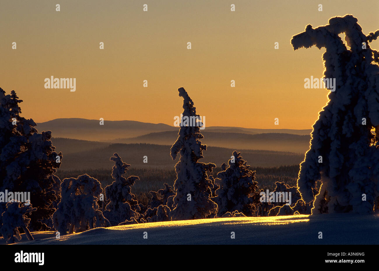 Snowcapped trees. Dyllen, Dalarna, Sweden Stock Photo - Alamy