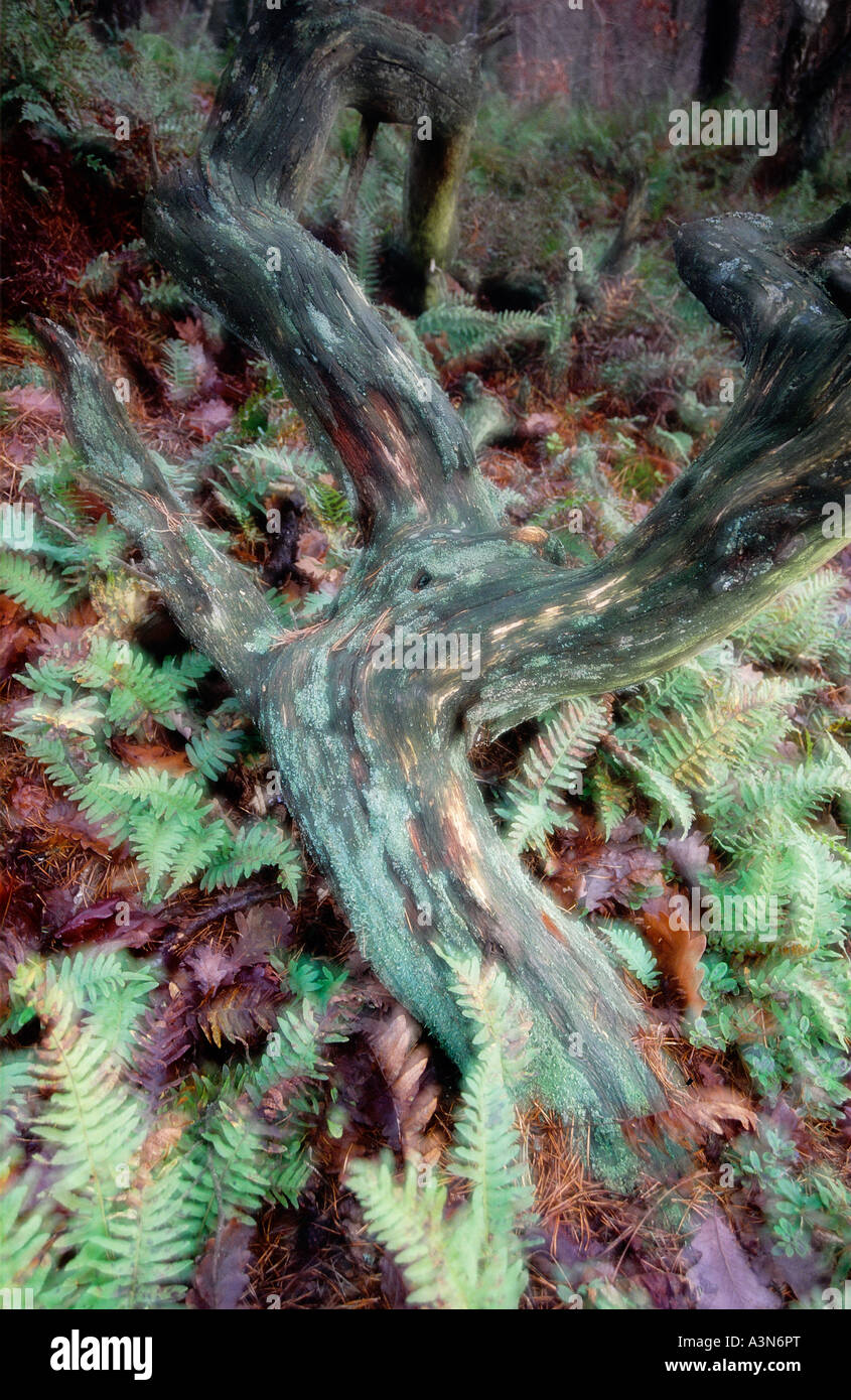 Abstract pine tree Stock Photo - Alamy