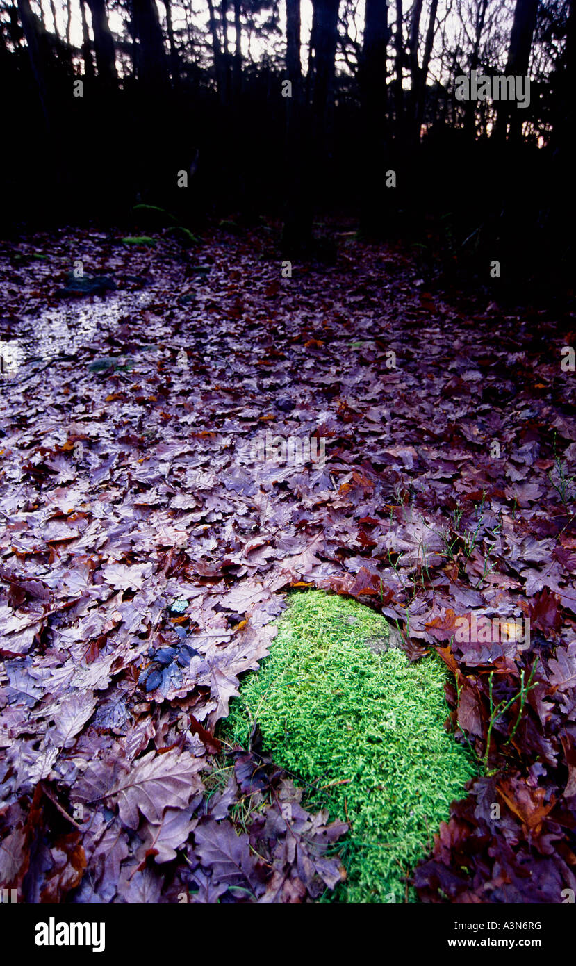 Stone covered with green moss in the forest. Särö Västerskog, Halland ...