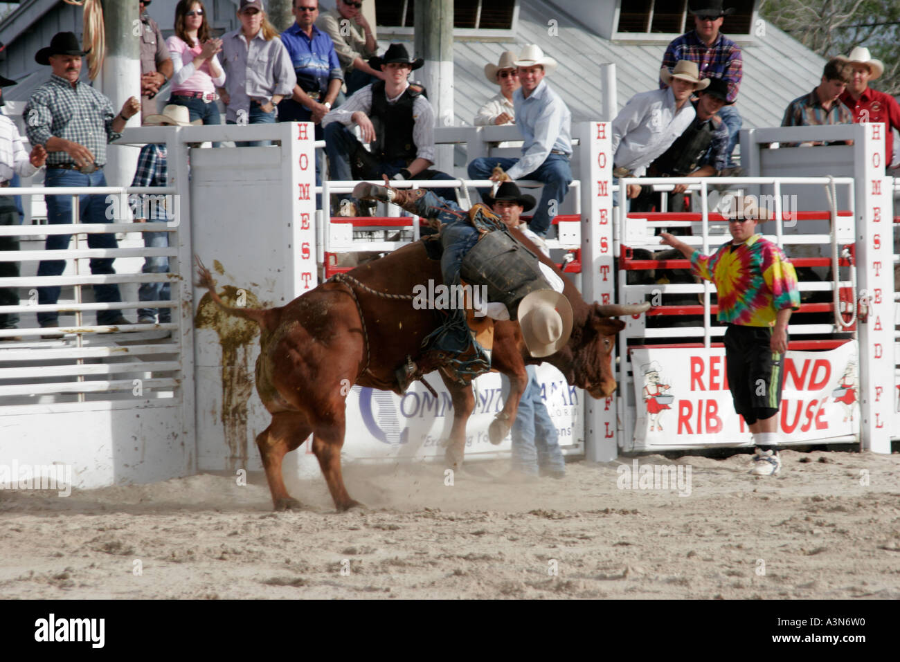 Miami Florida,Homestead,Championship Rodeo,bull rider,riders,falling ...