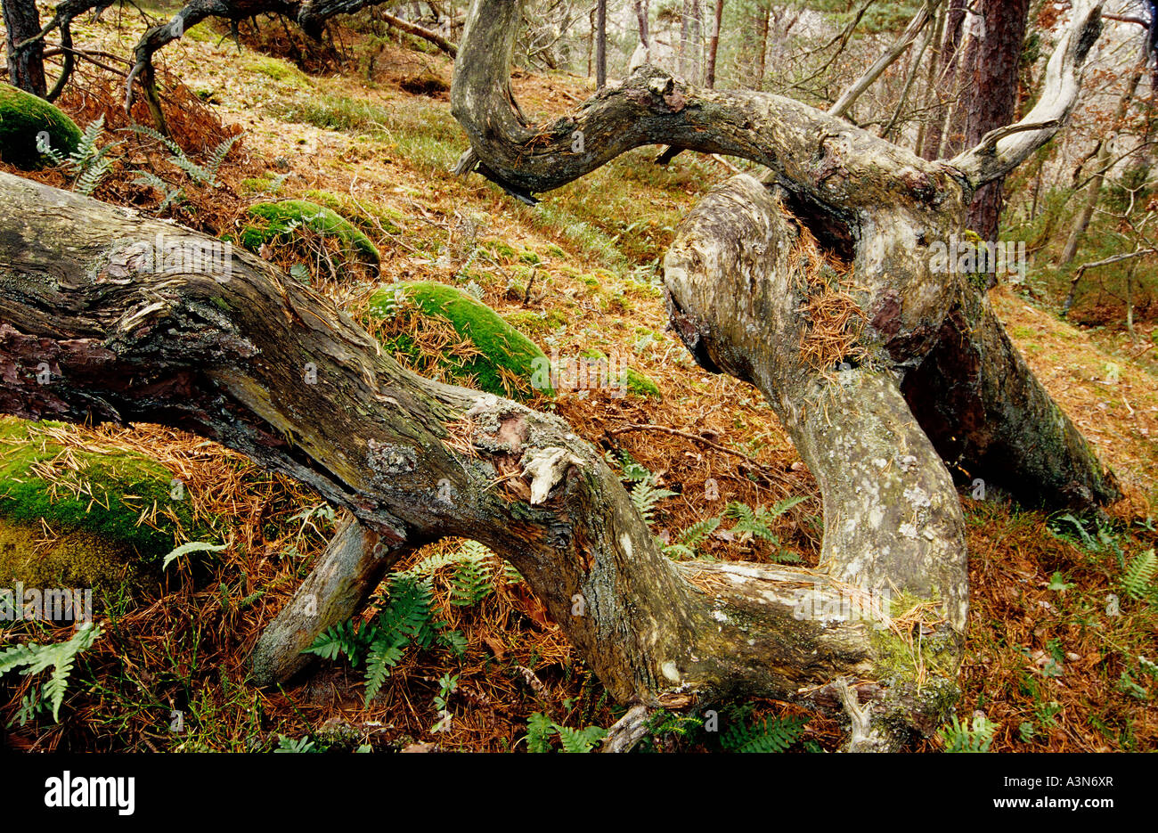 Pine tree saro vasterskog hi-res stock photography and images - Alamy
