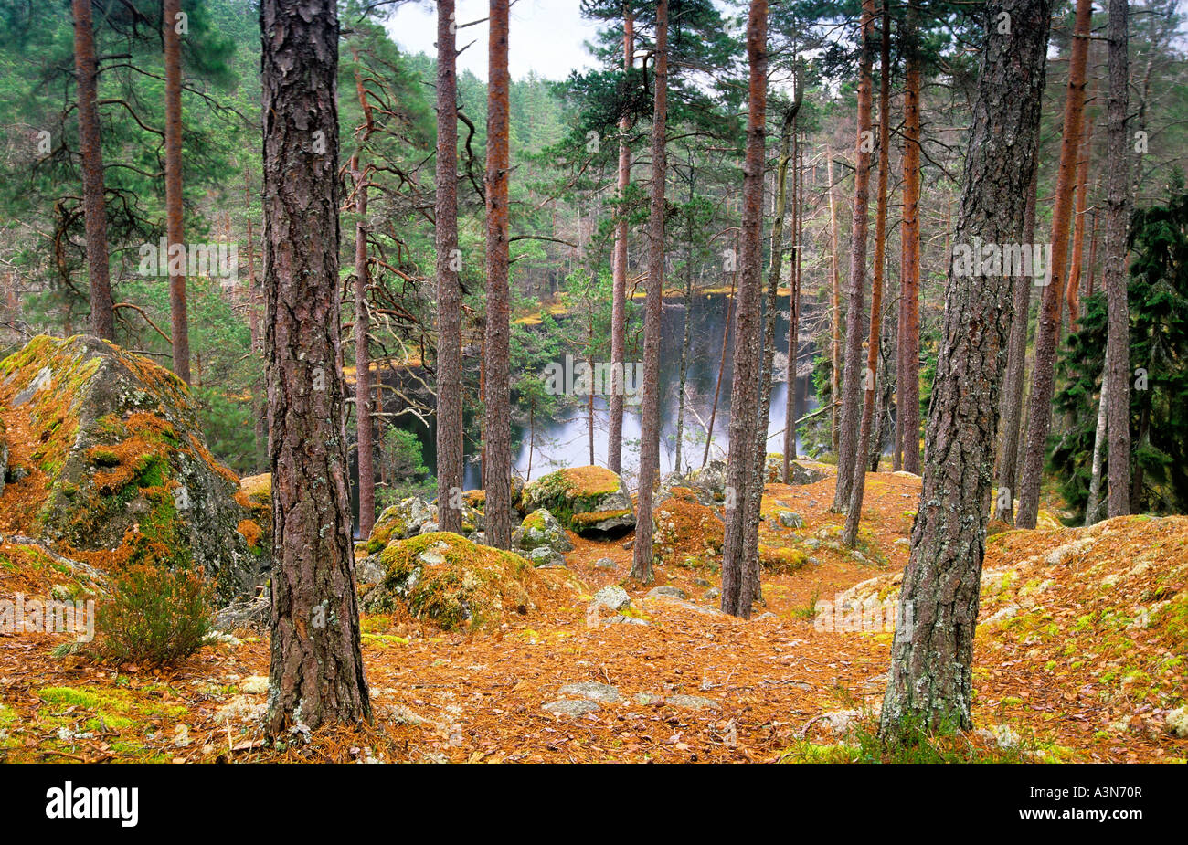 Forest at Tiveden Nationalpark, Sweden Stock Photo - Alamy