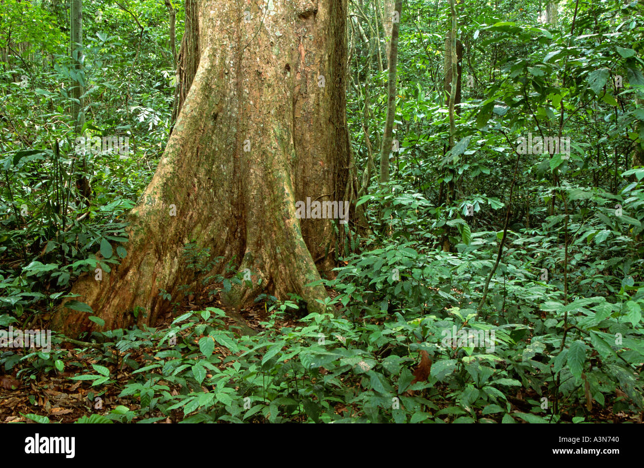 Tropical rainforest tree and forest in Cuc Phuong National Park north ...