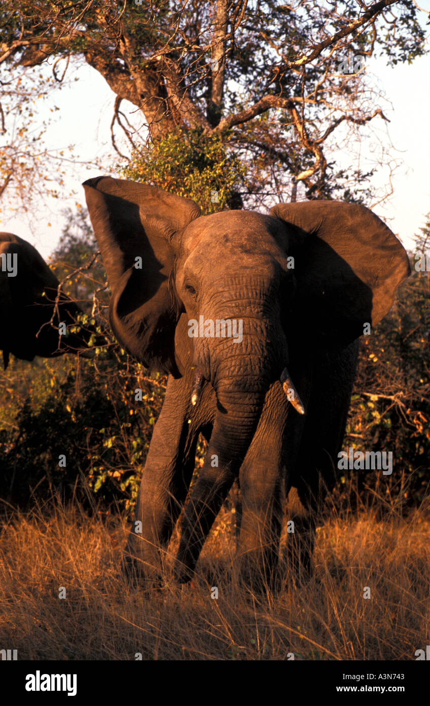Africa elephant threatening to charge Stock Photo - Alamy
