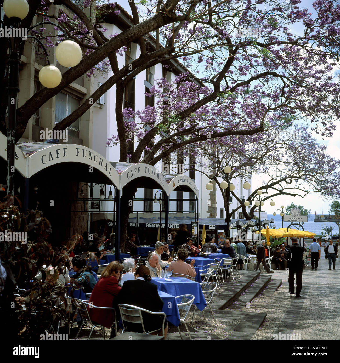 CAFE FUNCHAL STREET CAFE WITH BLOSSOMING JACARANDA TREES FUNCHAL ...