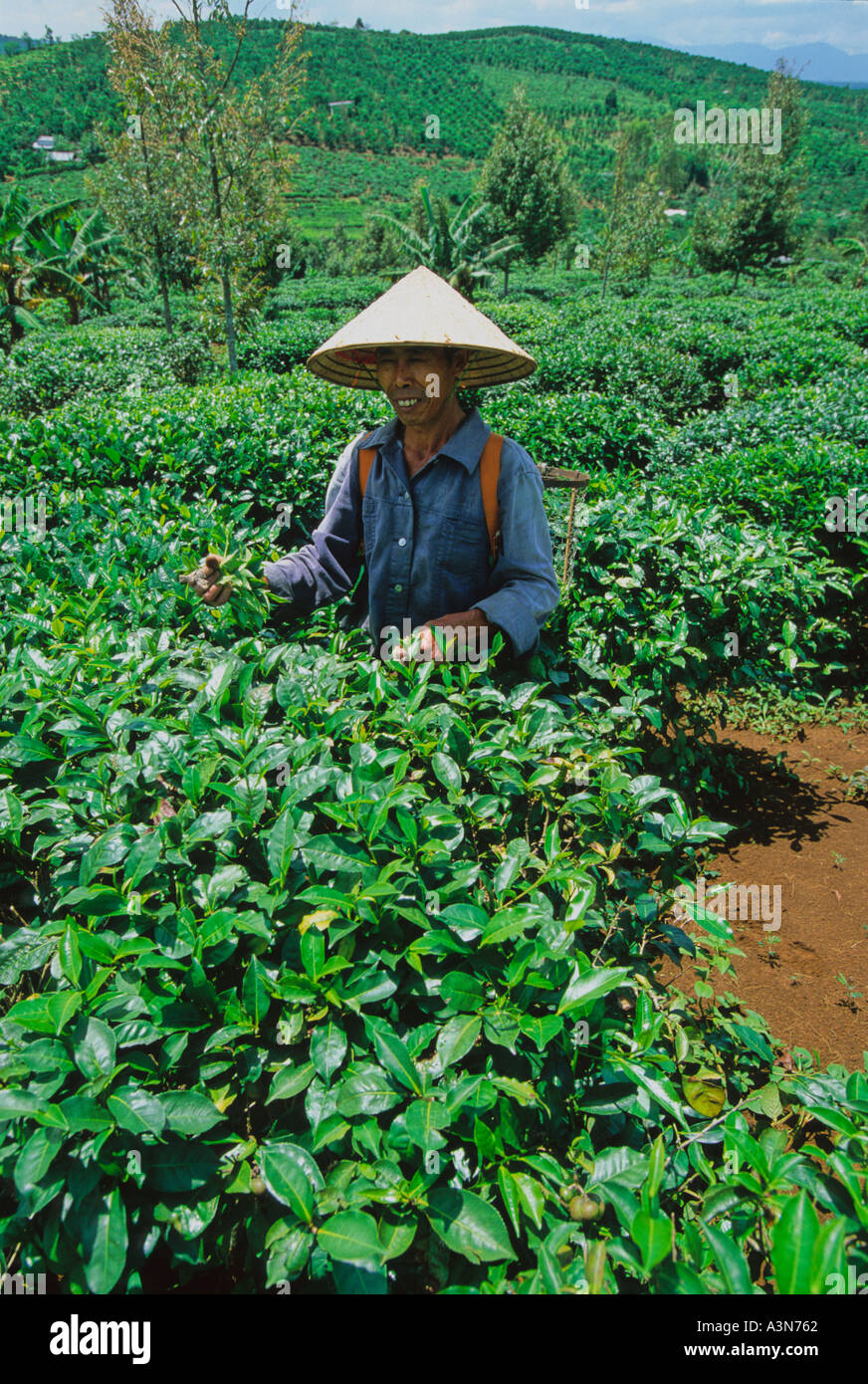 Picking tea in the central highlands near Da Lat central Vietnam Stock ...