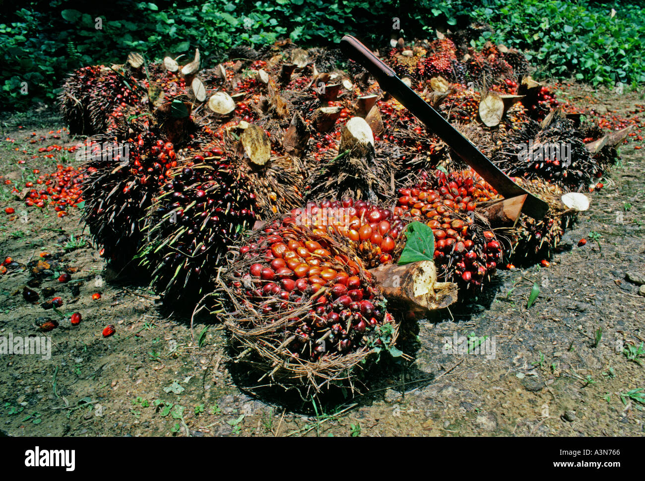Harvested African oil palm fruit the oil from which is used ...