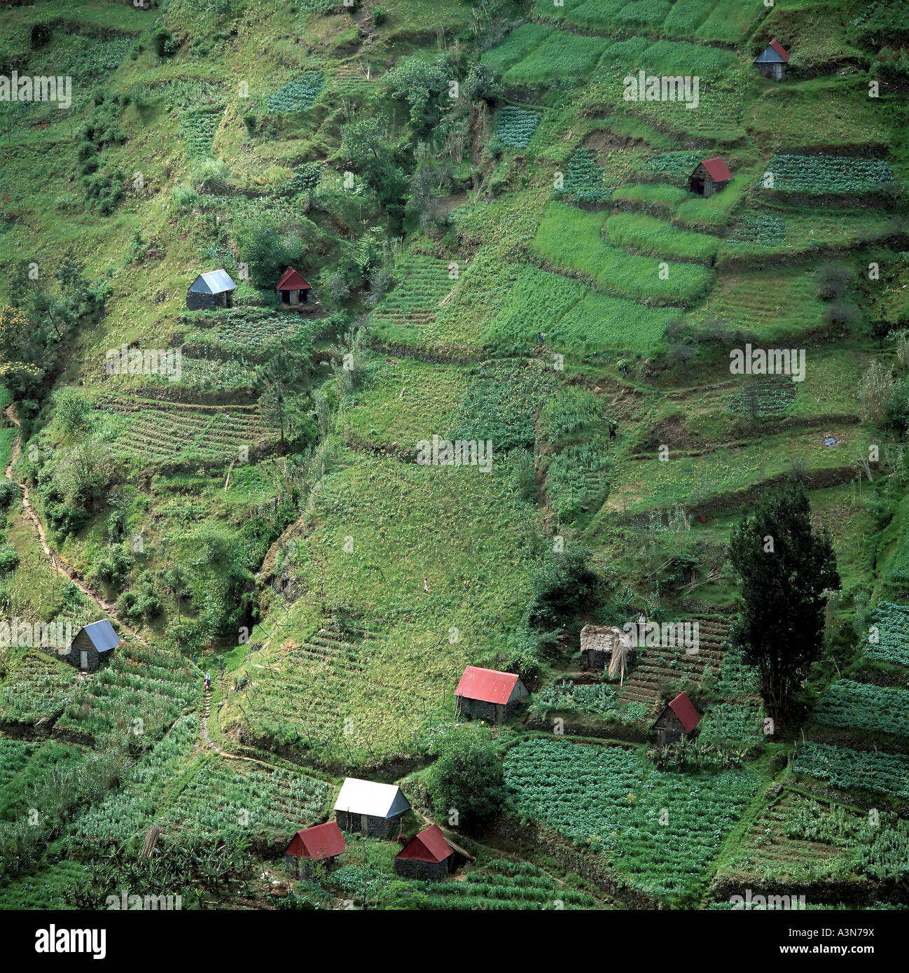AERIAL OF TERRACE CULTIVATION MADEIRA ISLAND PORTUGAL Stock Photo - Alamy