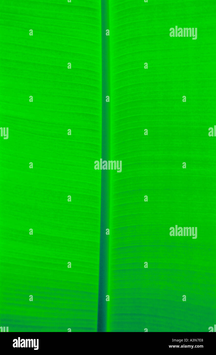 close up green leaf photosynthesis chlorophyll bright healing Stock ...