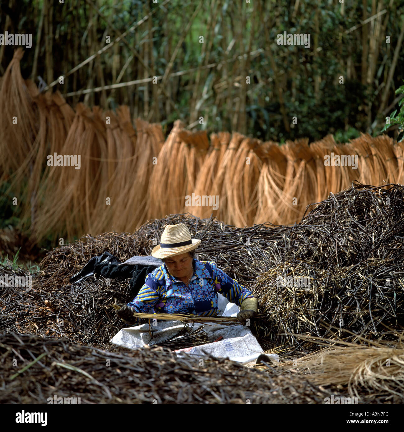 WOMAN PEELING WILLOW TWIGS FOR WICKERWORK MADEIRA ISLAND PORTUGAL Stock ...