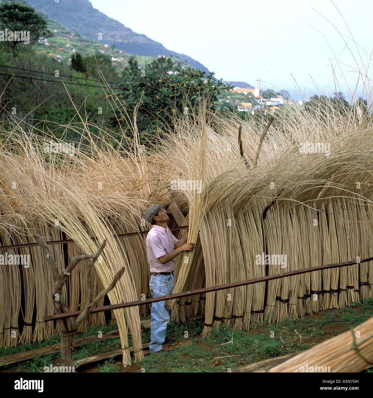 MAN STACKING BUNDLES OF WILLOW TWIGS FOR DRYING MADEIRA ISLAND PORTUGAL ...