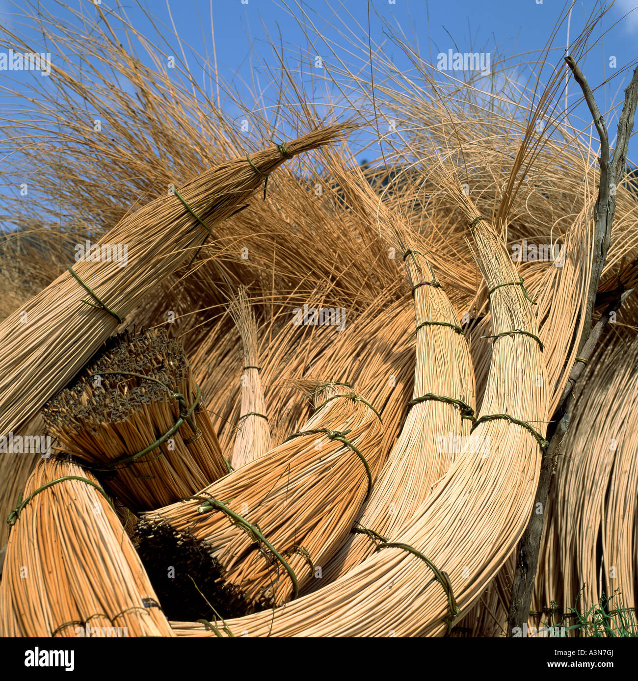 DRYING BUNDLES OF WILLOW TWIGS FOR WICKERWORK MADEIRA ISLAND PORTUGAL ...