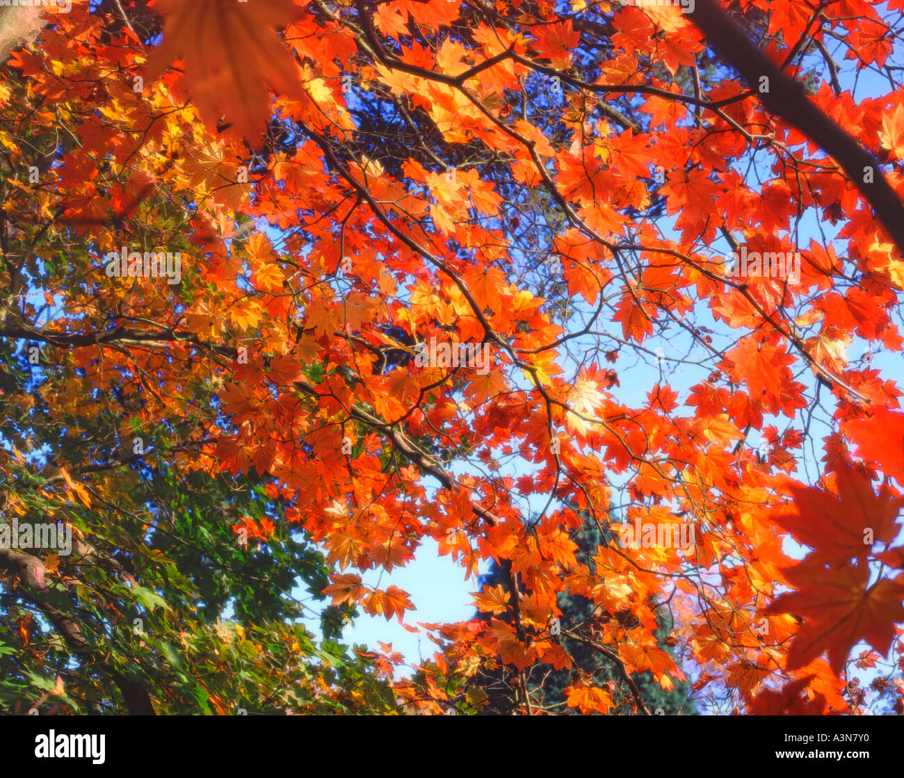 Maple leaf shapes hi-res stock photography and images - Alamy