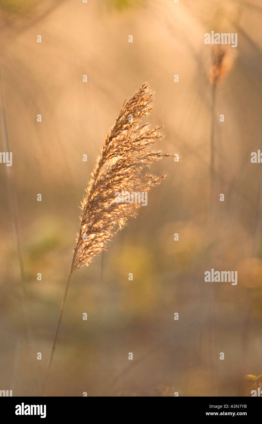 One reed flower hi-res stock photography and images - Alamy