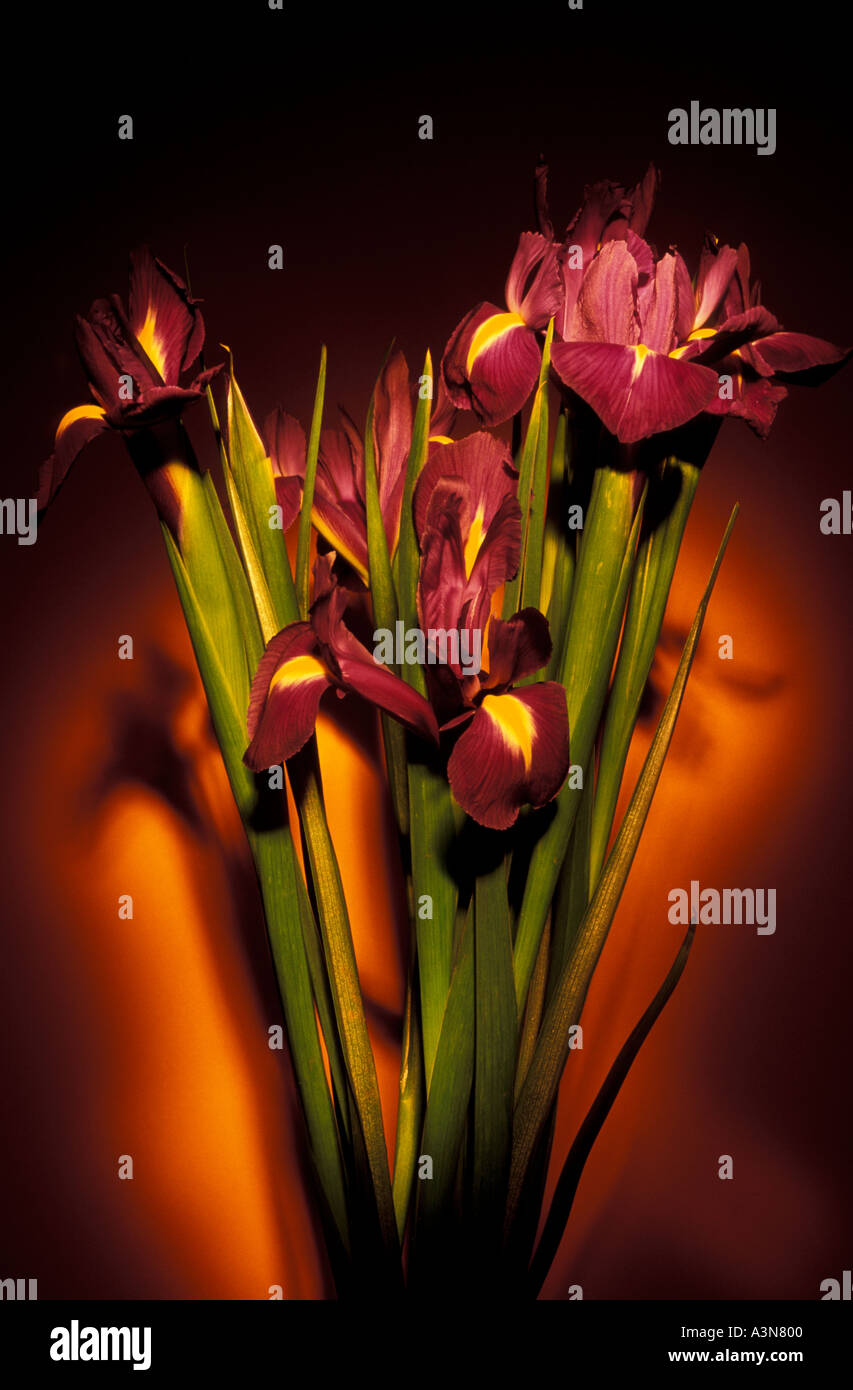 A bunch of irises illuminated by torchlight over a long exposure Stock ...