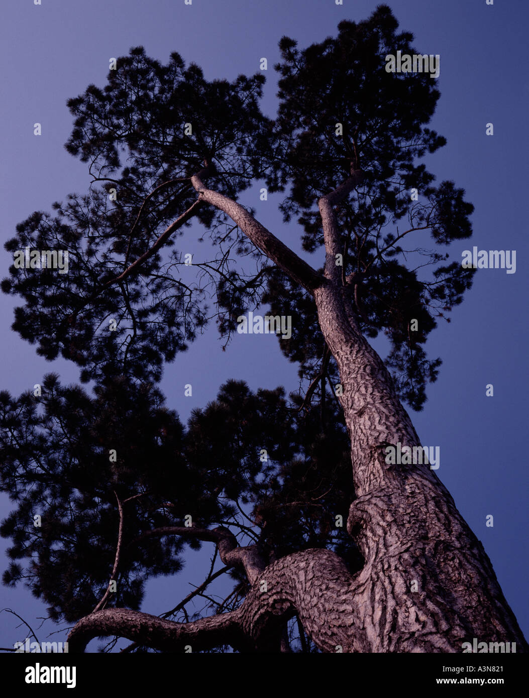 Tall tree branches reaching high up to the sky hi-res stock photography ...