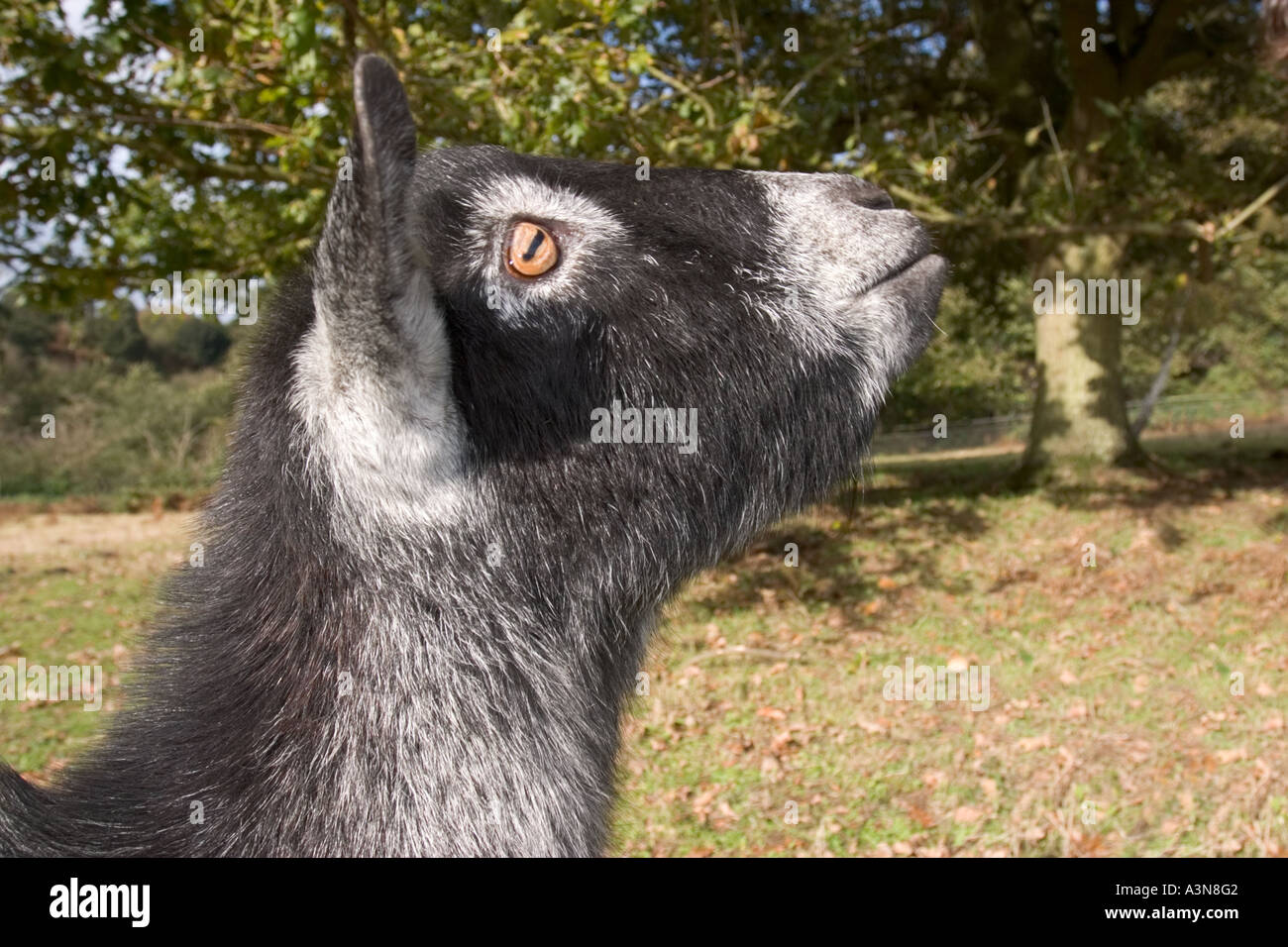 The Greedy Goat High Resolution Stock Photography and Images - Alamy