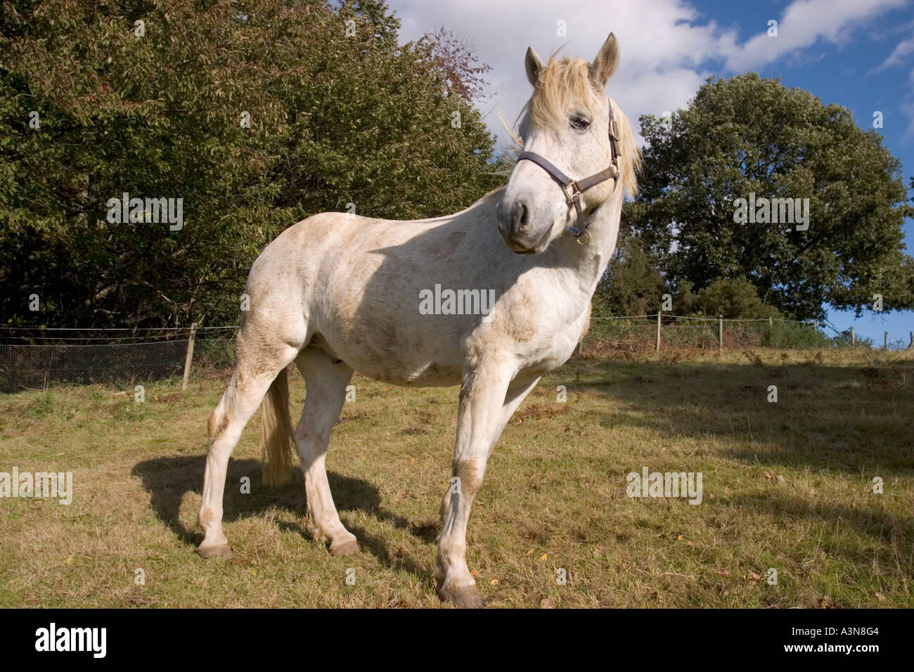 Field white horse hi-res stock photography and images - Alamy