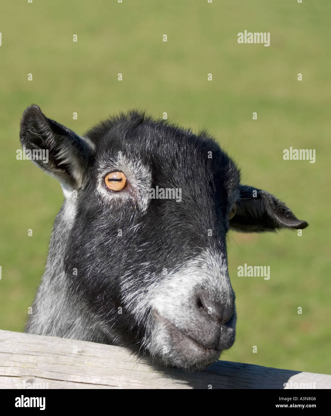 Abyssinian Goat Peering over Fence Stock Photo - Alamy