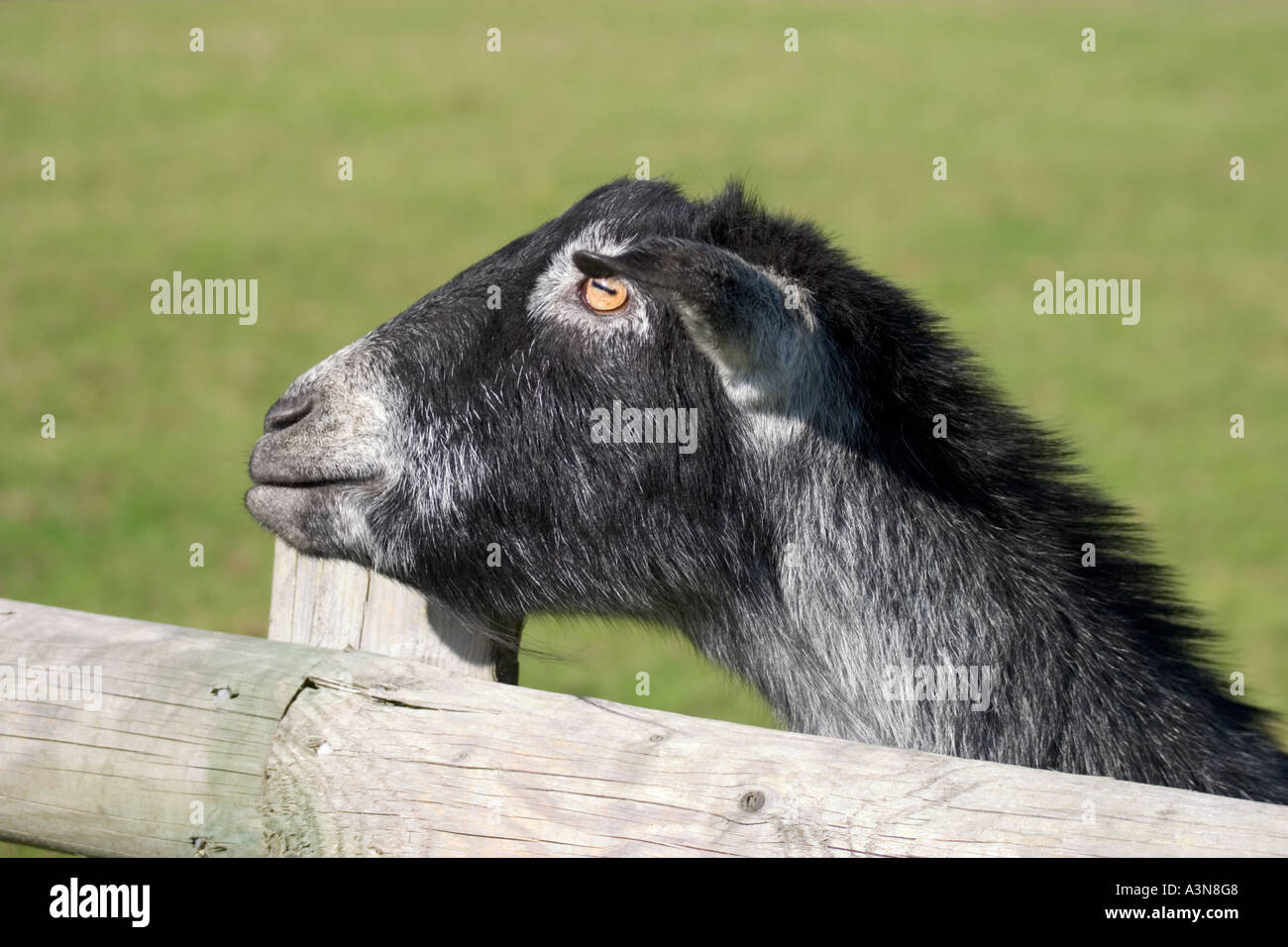 Peering over fence hi-res stock photography and images - Alamy