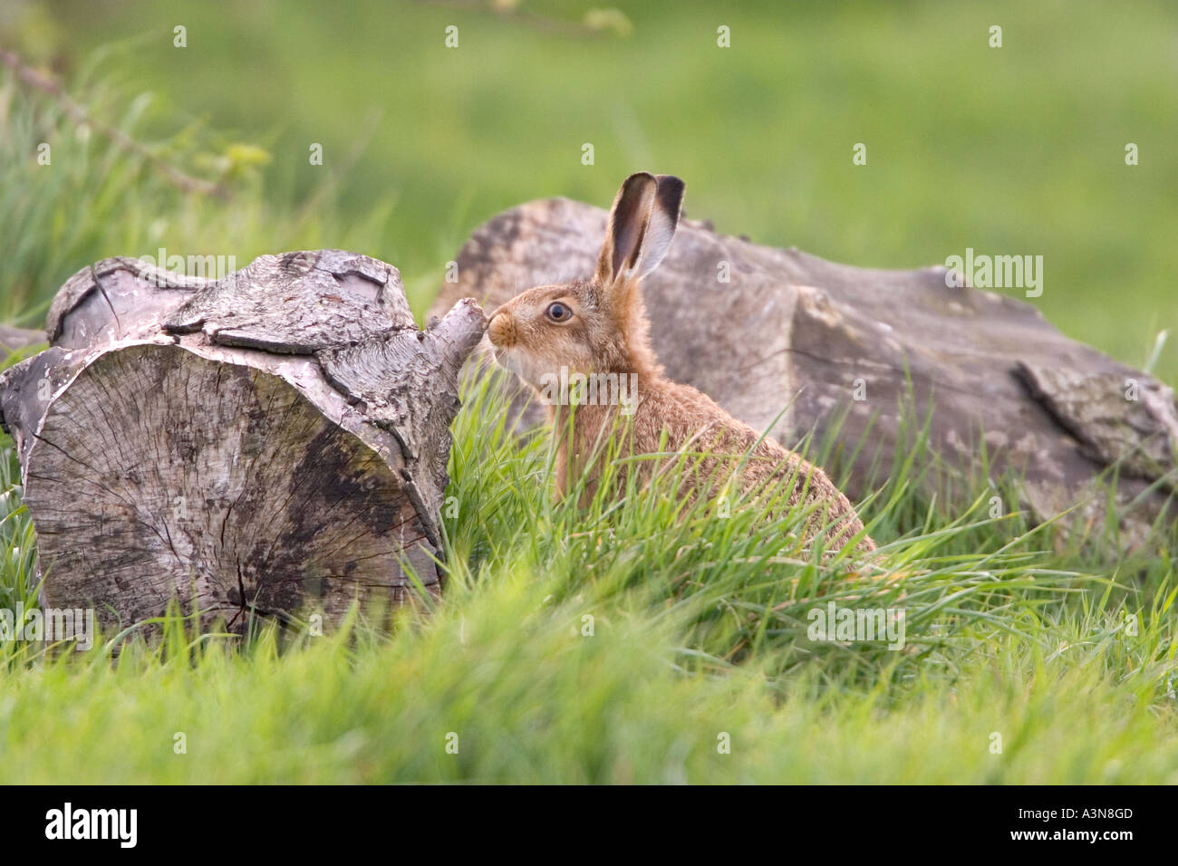 Brown Hare Grazing Lepus capensis Norfolk UK Stock Photo - Alamy