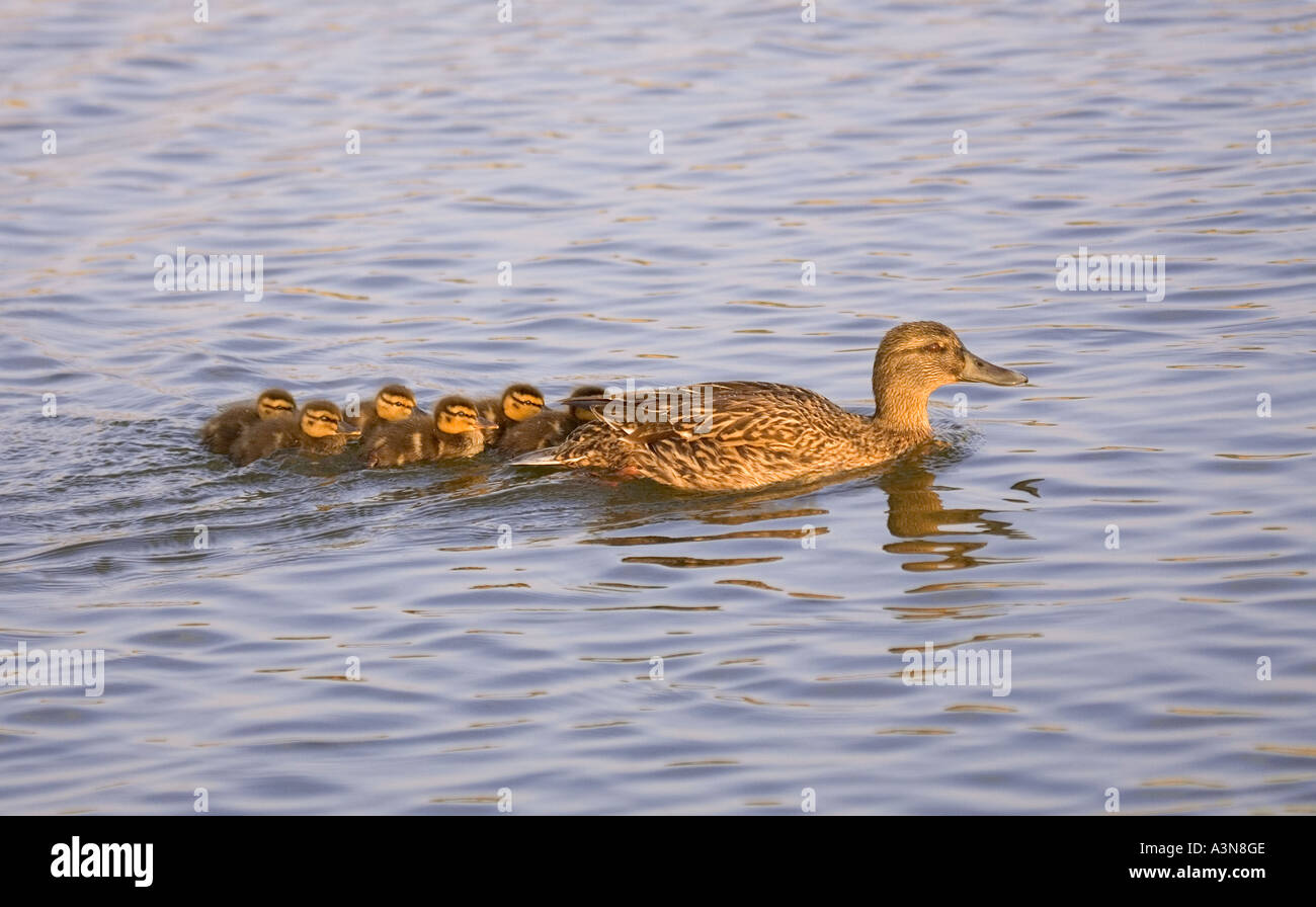 Female Mallard Duck with Six Ducklings UK Norfolk Hickling Broad Stock ...