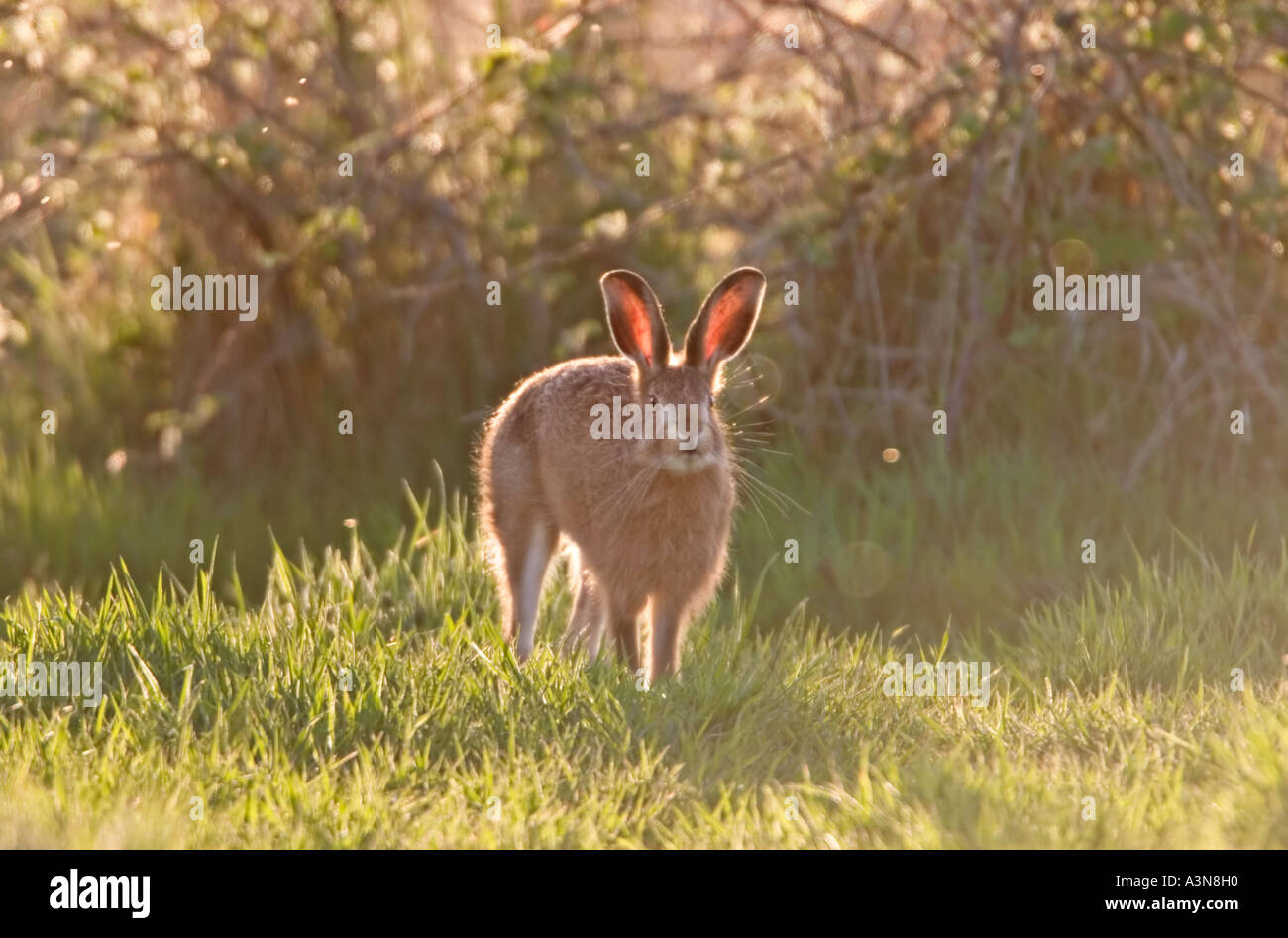 Stretching hare hi-res stock photography and images - Alamy