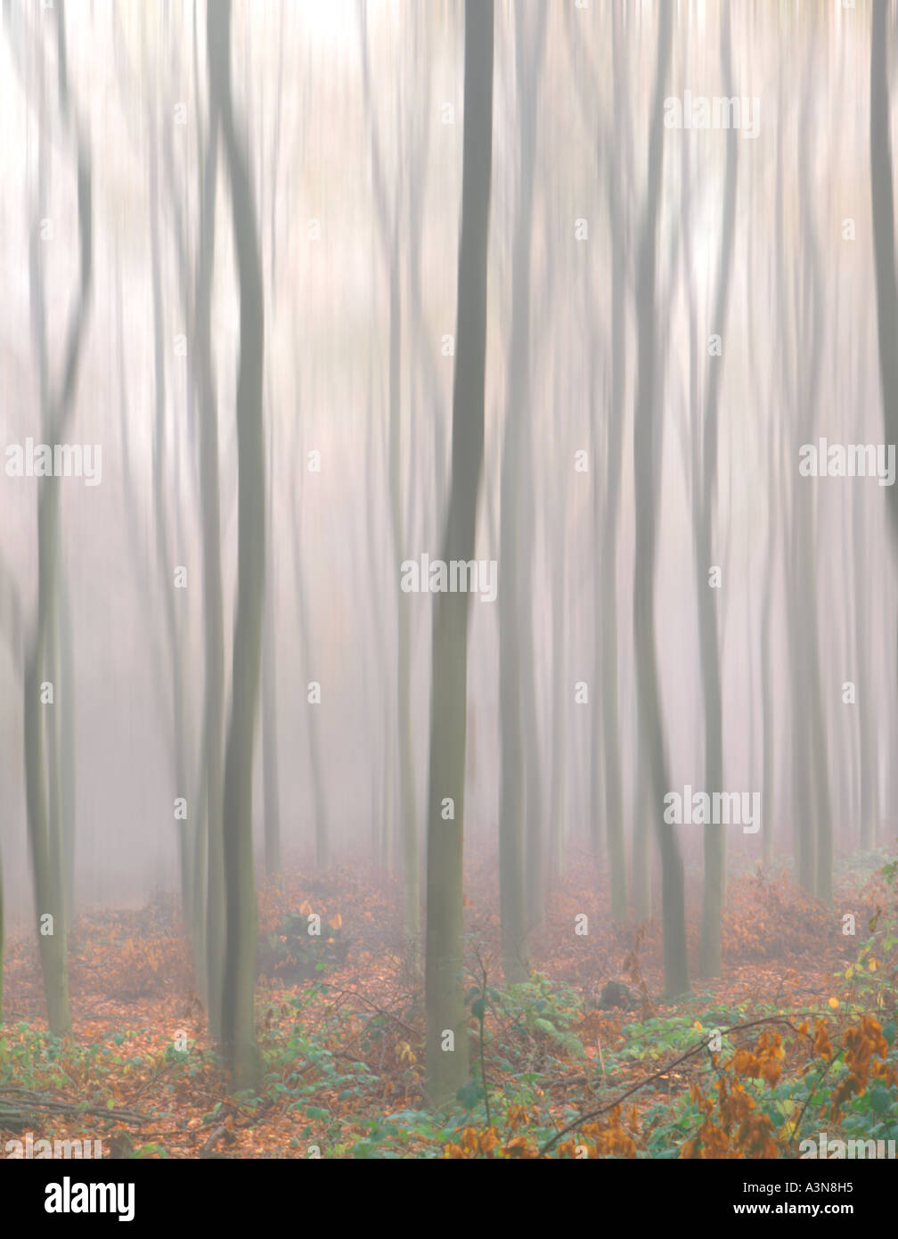 Beech Trees in Mist UK Norfolk Stock Photo - Alamy