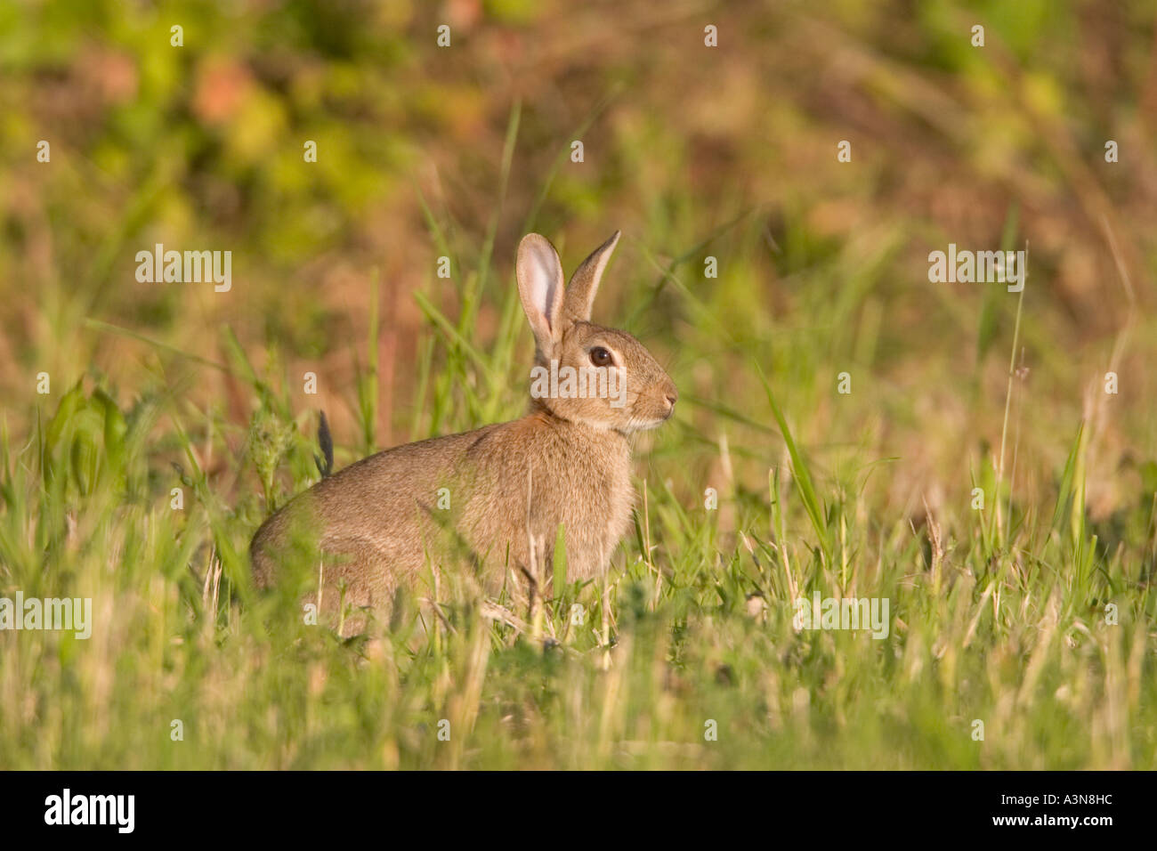 Common Rabbit Grazing Oryctolagus cuniculus Norfolk UK Stock Photo - Alamy