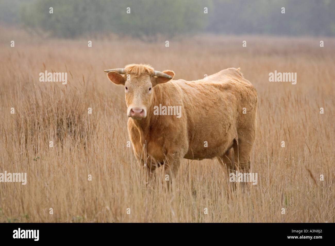 Brown Cow on Norfolk Grazing Marsh UK Stock Photo - Alamy