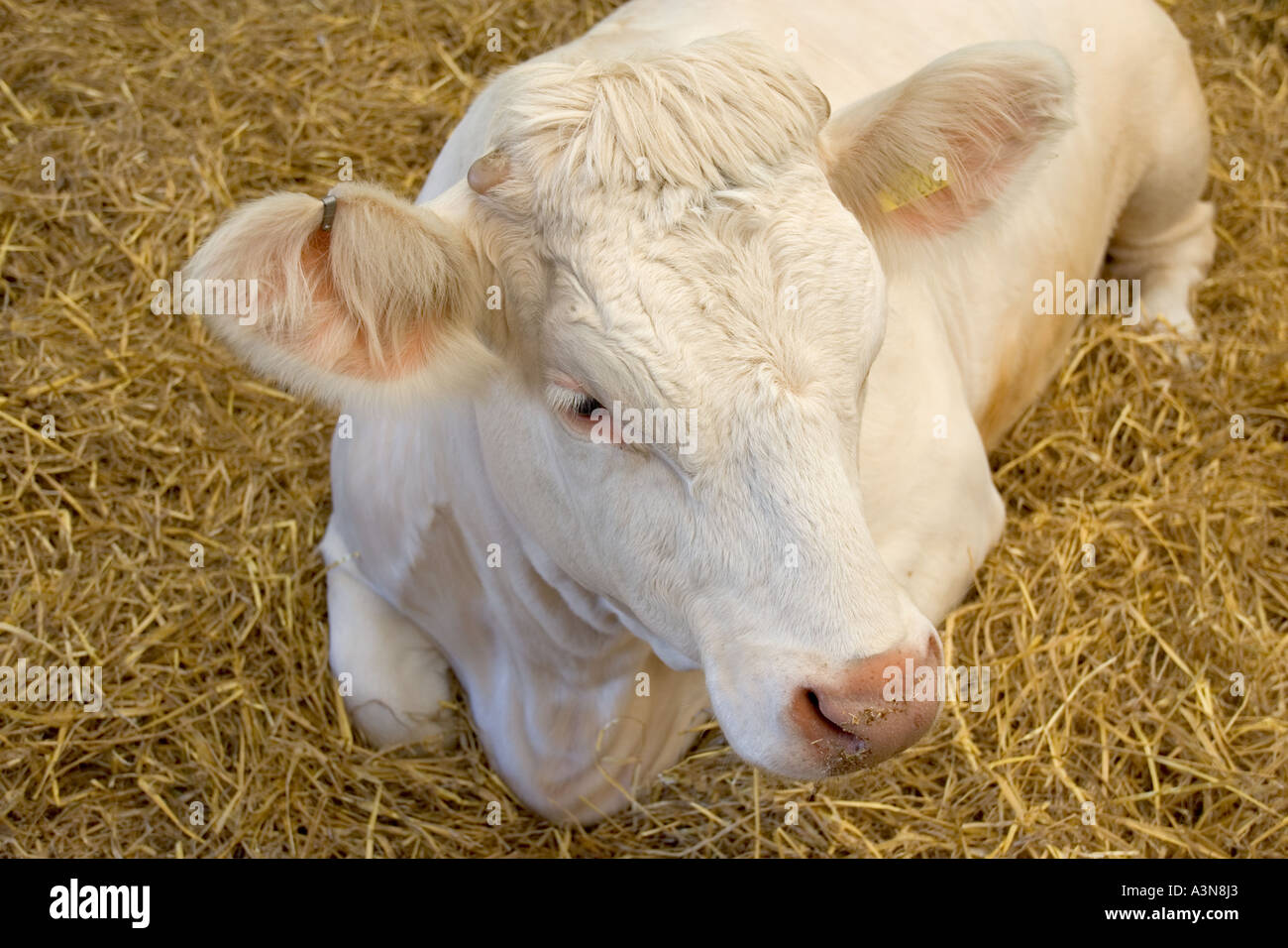 White cow hi-res stock photography and images - Alamy