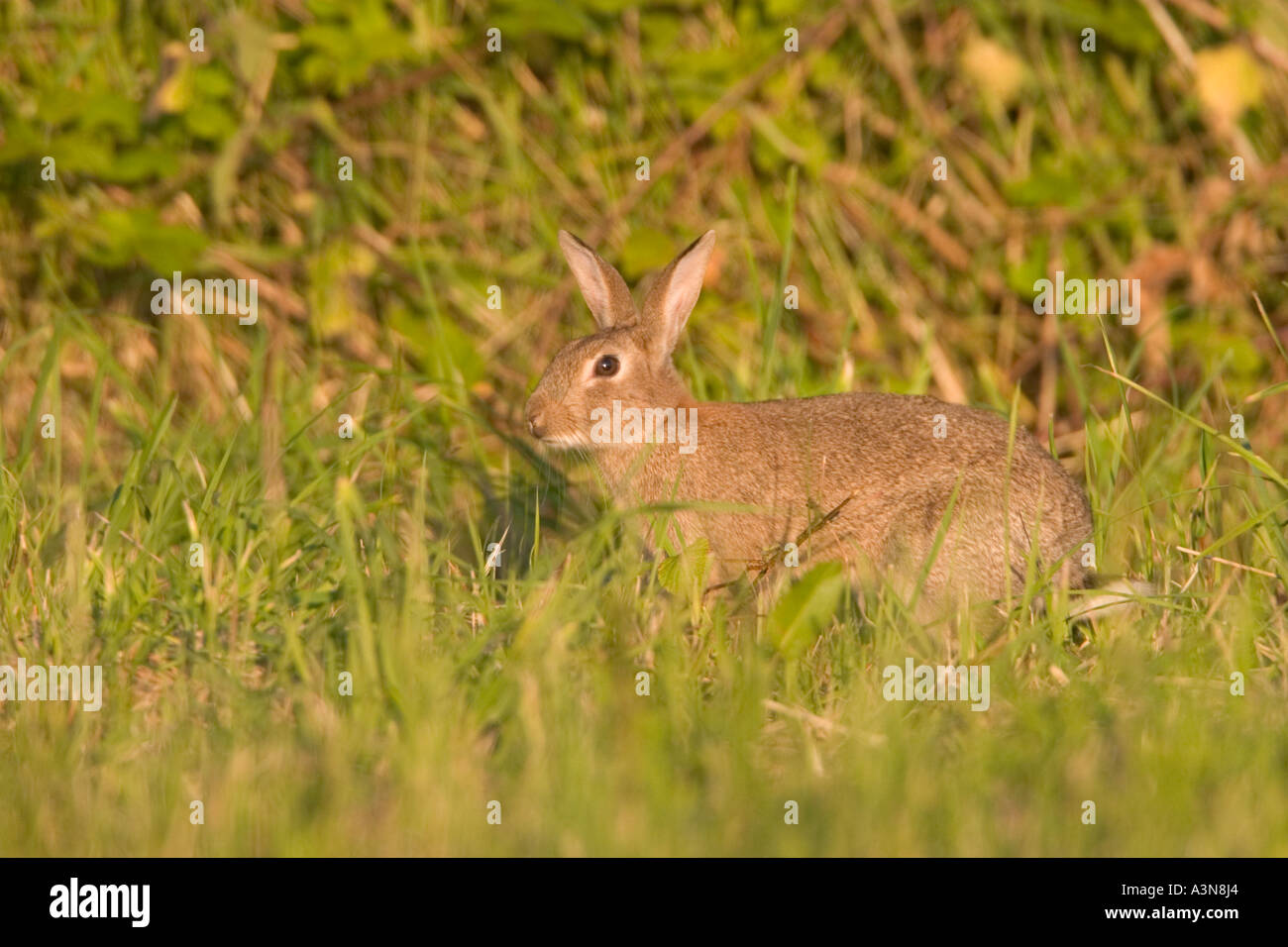 Common Rabbit Oryctolagus cuniculus Grazing UK Norfolk Stock Photo - Alamy