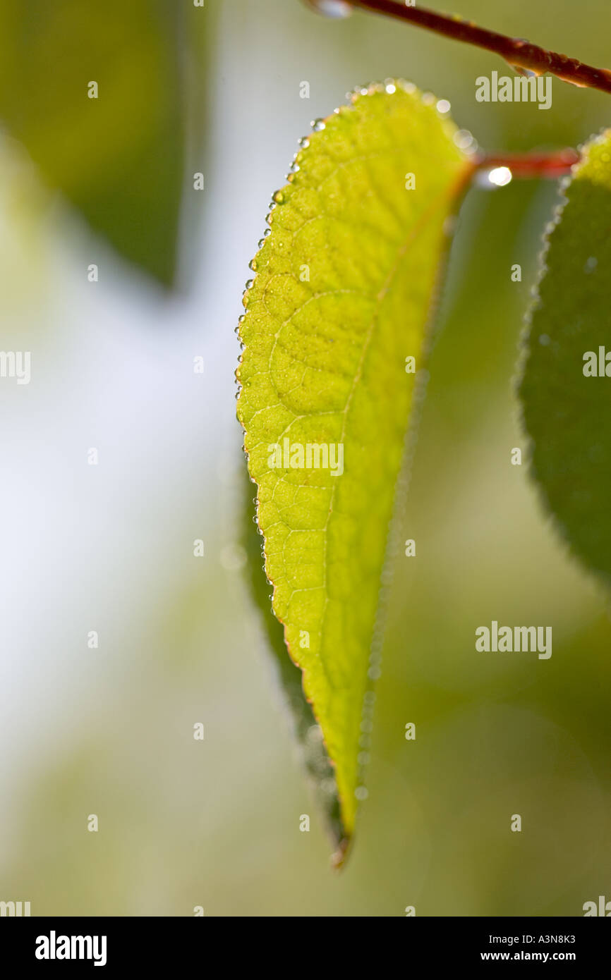 New Leaves of Katsura Tree Cercidiphyllum japonicum Stock Photo - Alamy