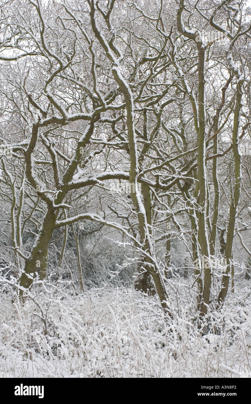 Woodland in Winter with Snow Norfolk UK Stock Photo - Alamy