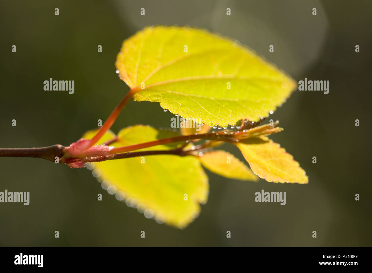 New Leaves of Katsura Tree Cercidiphyllum japonicum Stock Photo - Alamy