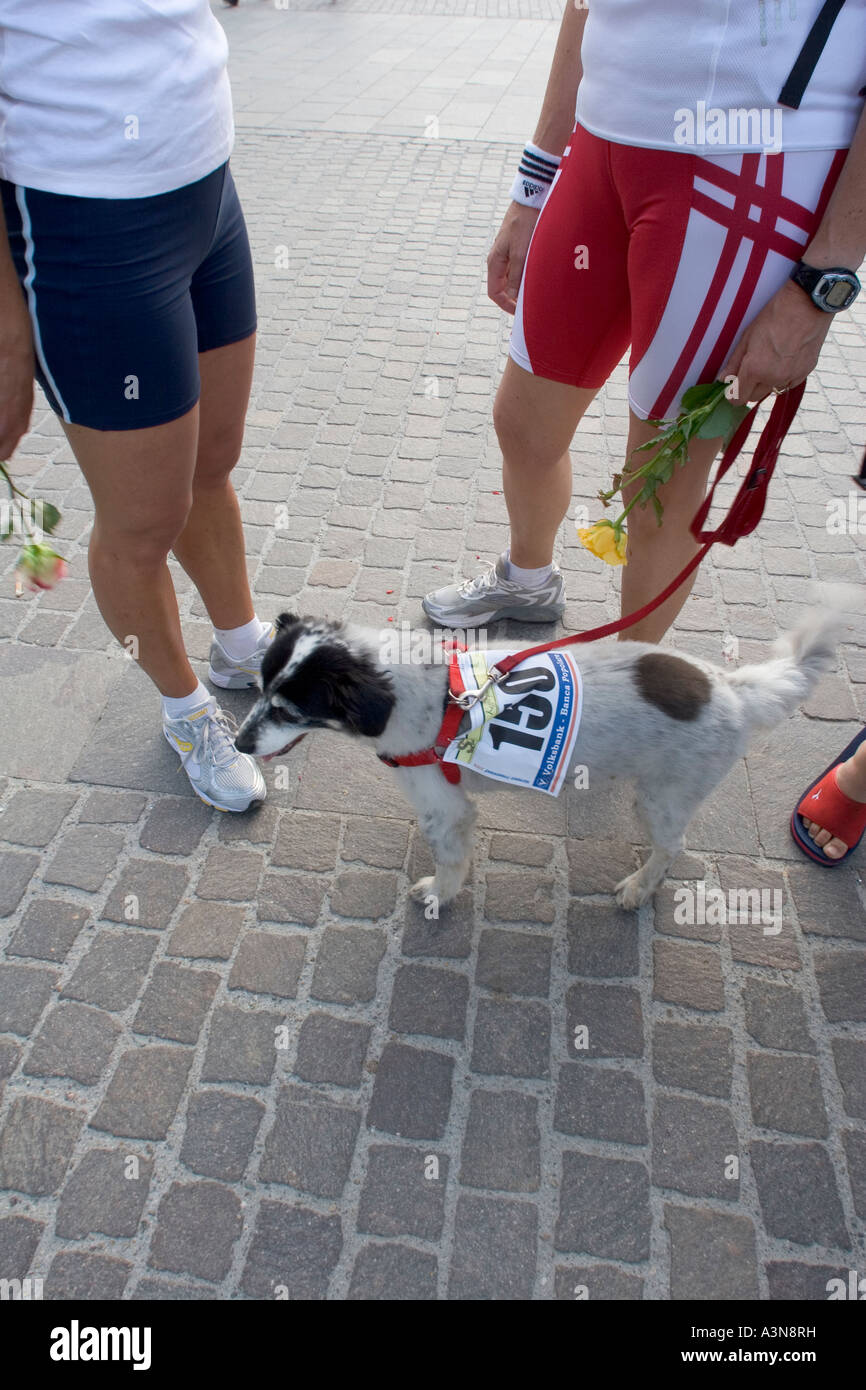Dog with marathon number Stock Photo - Alamy