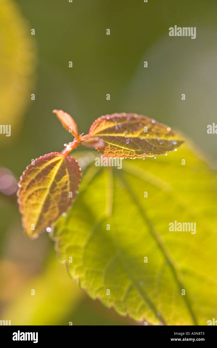 New Leaves of Katsura Tree Cercidiphyllum japonicum Stock Photo - Alamy