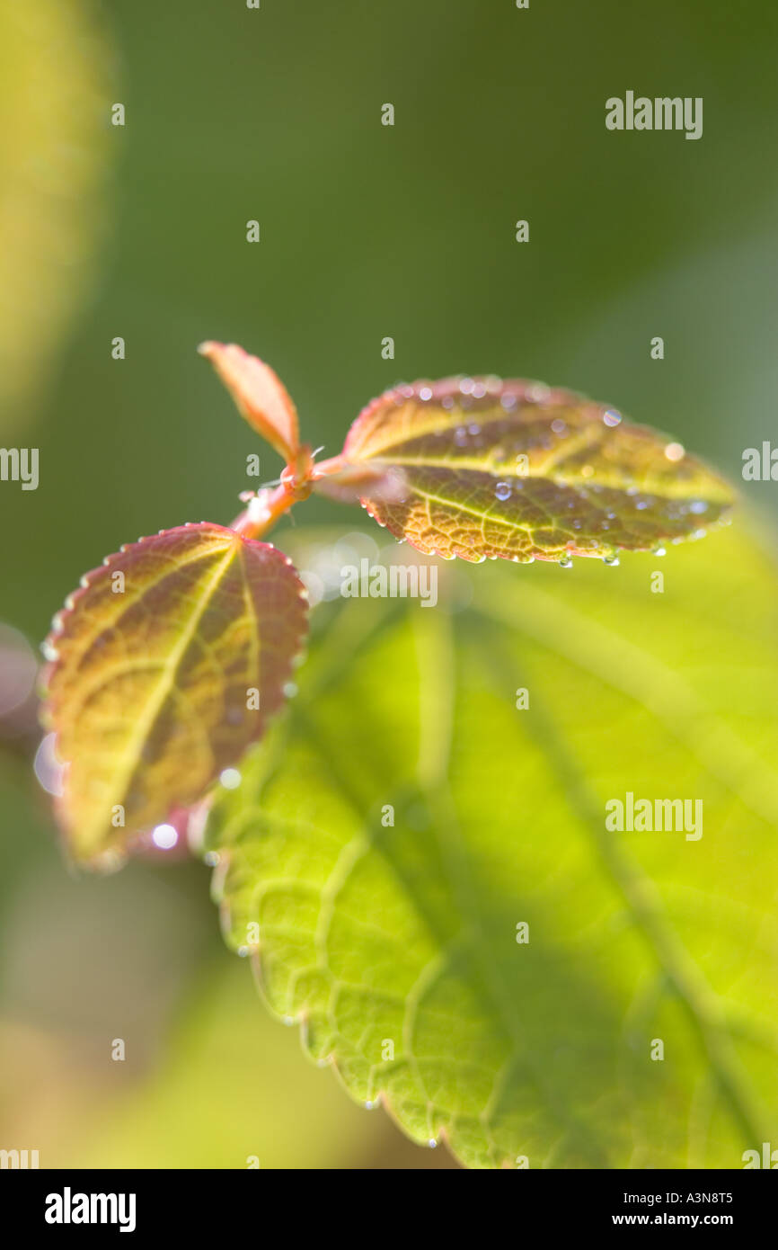 New Leaves of Katsura Tree Cercidiphyllum japonicum Stock Photo - Alamy