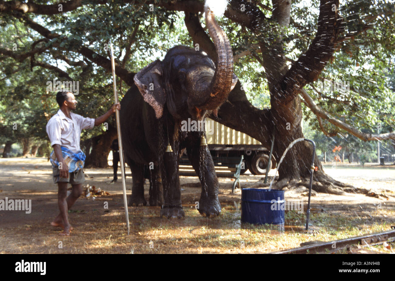 An elephant gets a wash and brush up before the February festival in ...