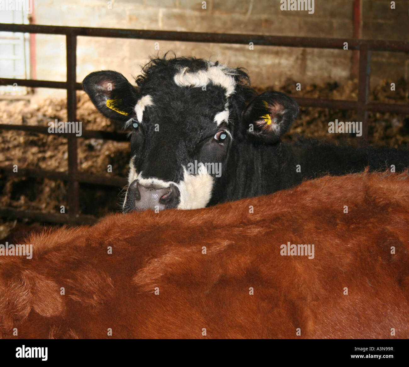 A Hereford Black and white cow in a barn, Welsh farm. UK. Beef cattle ...