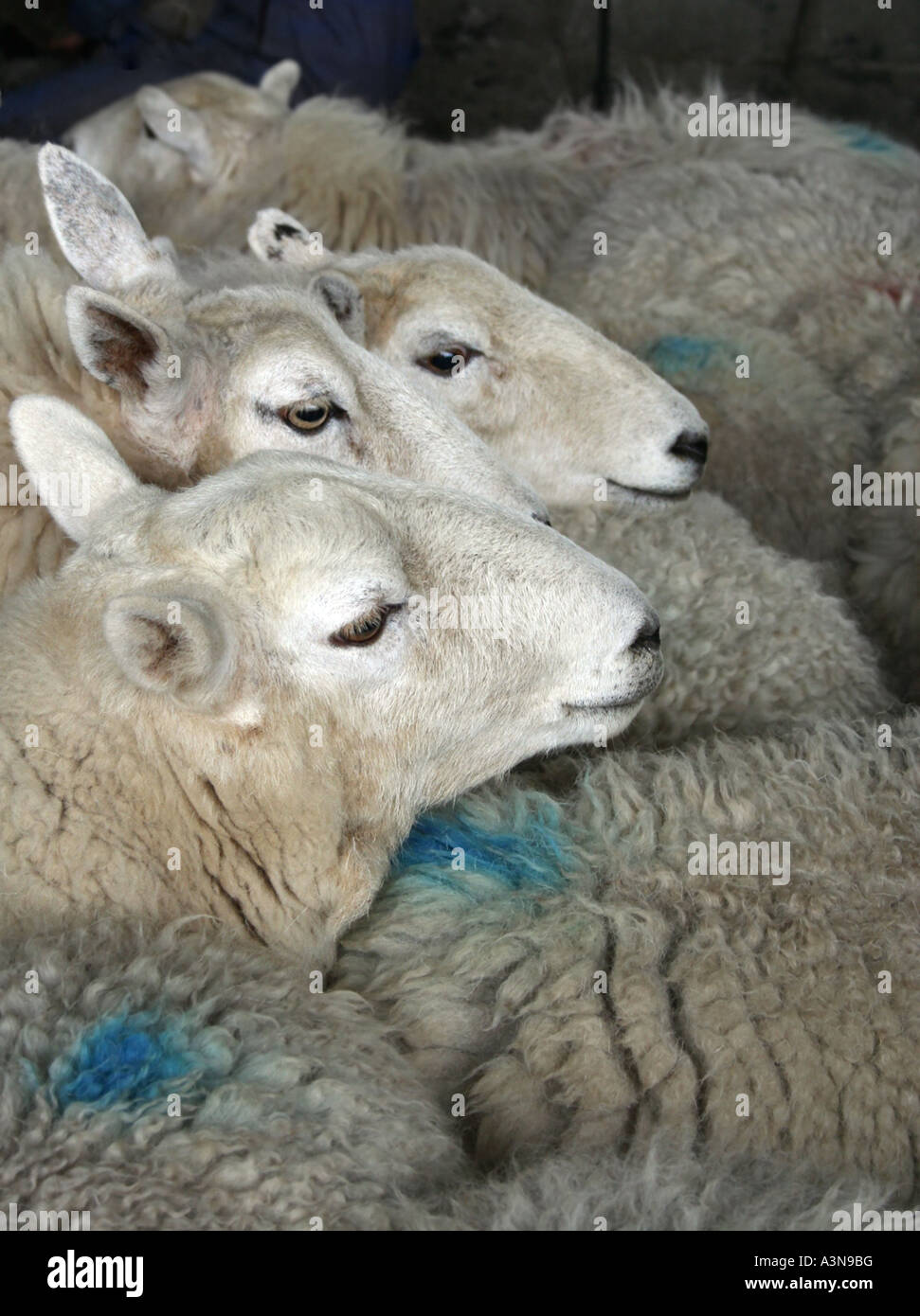 Group of ewes. Flock of sheep. Animal faces. Profile. Welsh farm ...