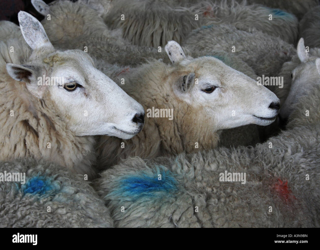 Close up of ewes. Flock of sheep. Animal faces. Profile. Welsh farm ...