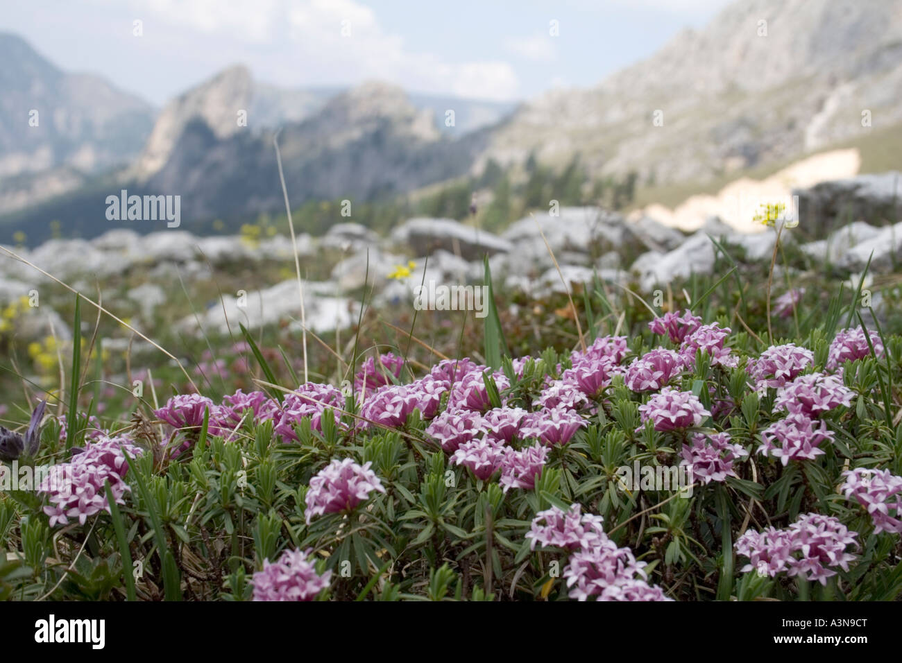 Alpine flora, Dolomites, Italy Stock Photo - Alamy