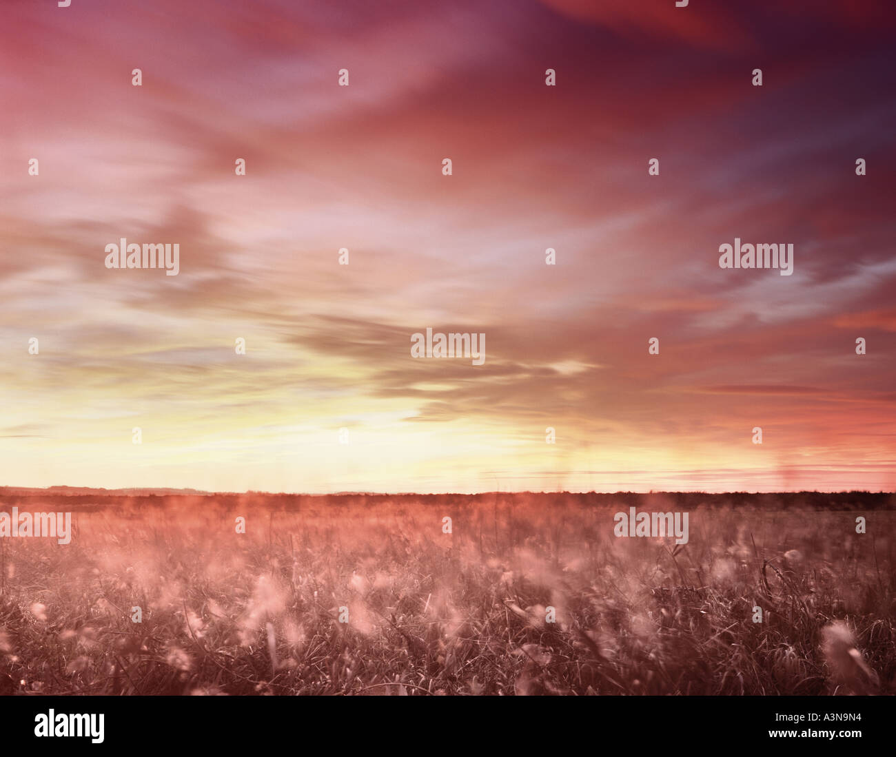 Sunset over reed beds Brancaster West Norfolk England Stock Photo - Alamy