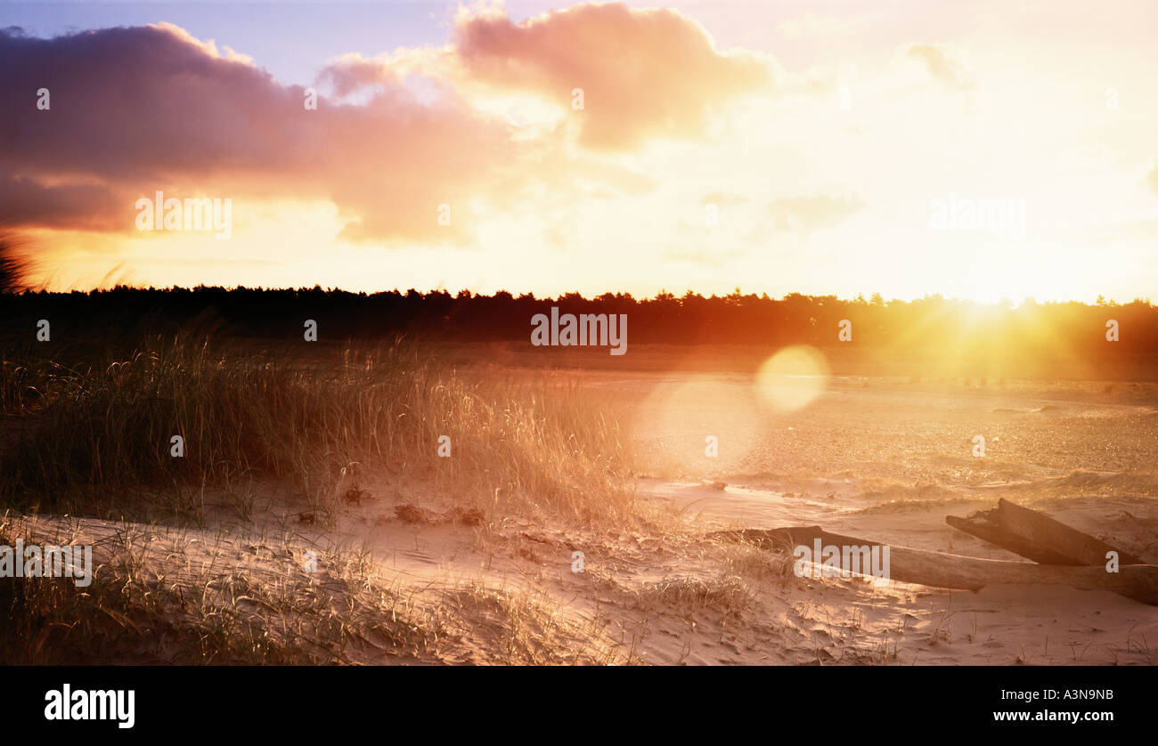 Norfolk pine sunrise hi-res stock photography and images - Alamy