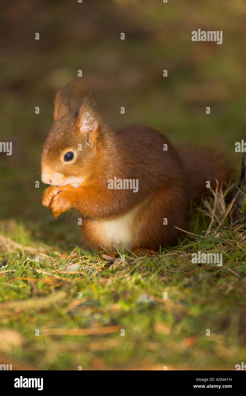 Red Squirrel Formby point squirrel reserve Lancashire UK Stock Photo ...