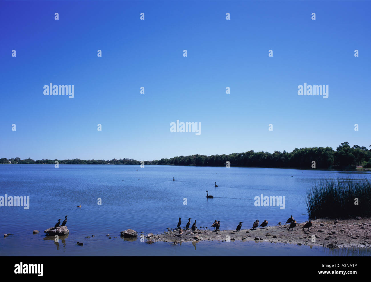 Black swan lake perth western hi-res stock photography and images - Alamy